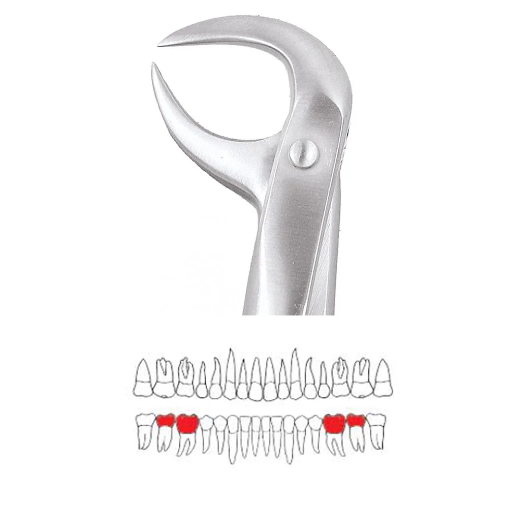 GDC Extraction Forceps Lower Molars – 86b Premium (FX86BP) - Nutrident